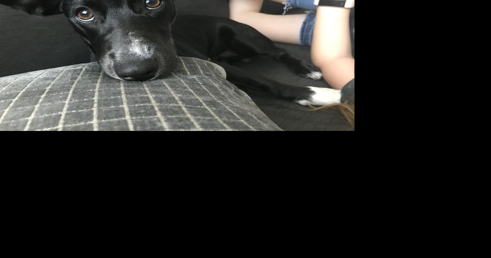 'Goose is gonna Goose': the misadventures of the Spera family's naughty ...