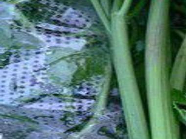 green celery like vegetable