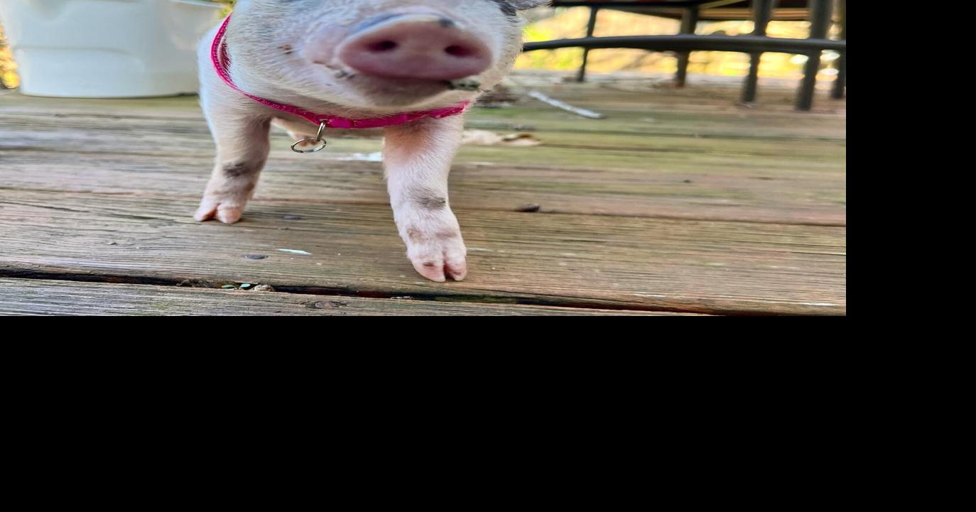New Orleans baby pig has been adopted, pardoned and named | Mardi Gras ...