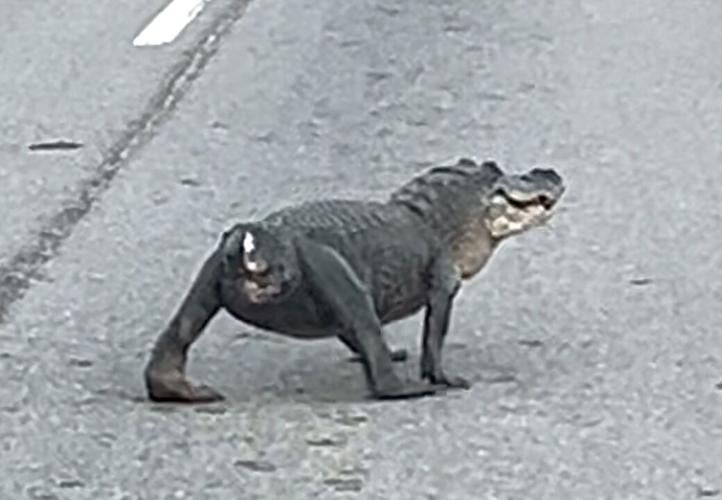 An alligator without a tail spotted near New Orleans LA | Entertainment ...