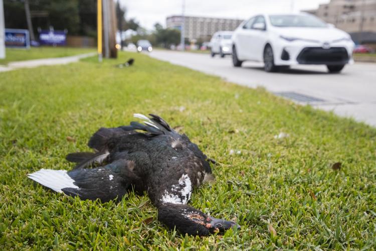 'Get off my lawn': Neighbors prompt Jefferson Parish to quack down on ...