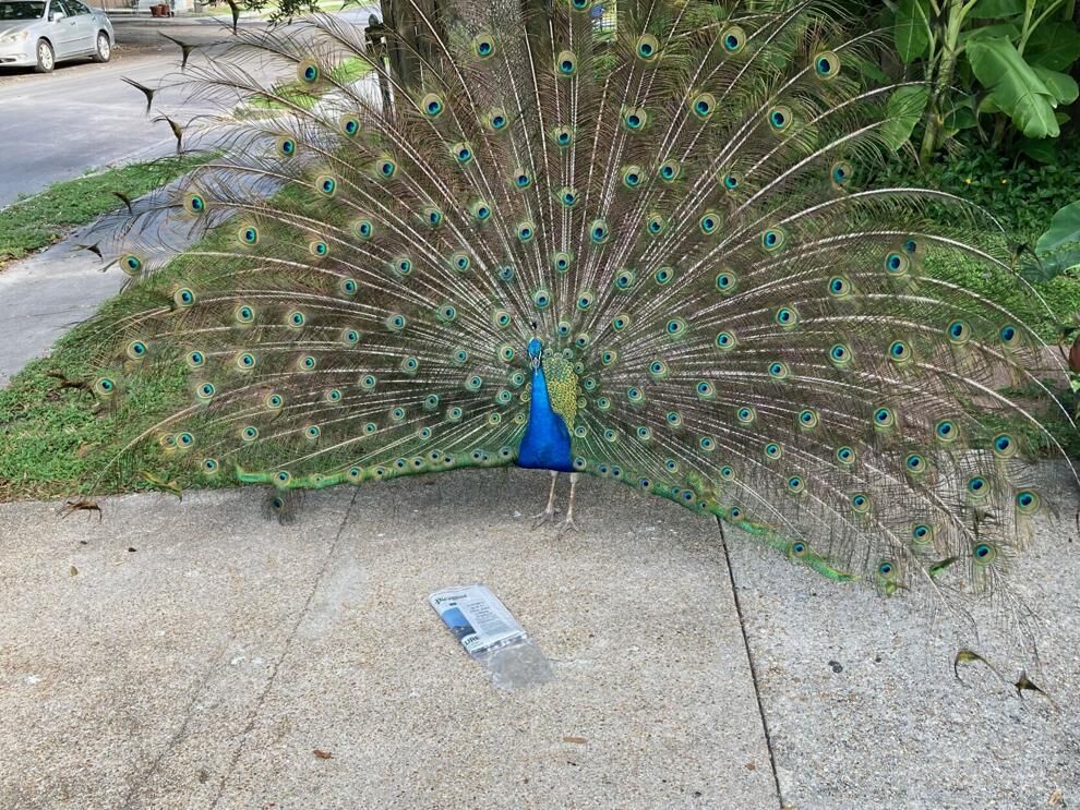 Meet the wild peacocks that bond New Orleans’ neighborhoods ...