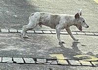 Scrim, New Orleans famous fugitive dog, captured ... again ...
