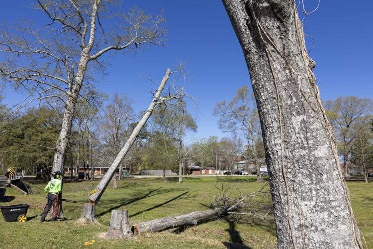 Slidell’s Greenwood Cemetery is cleaning up its tree canopy | One ...