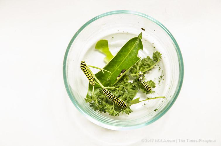 See milkweed seeds explode from their pods | Home/Garden | nola.com