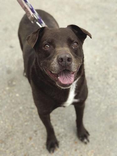 For most of us, there's no need to test our pets for coronavirus ...