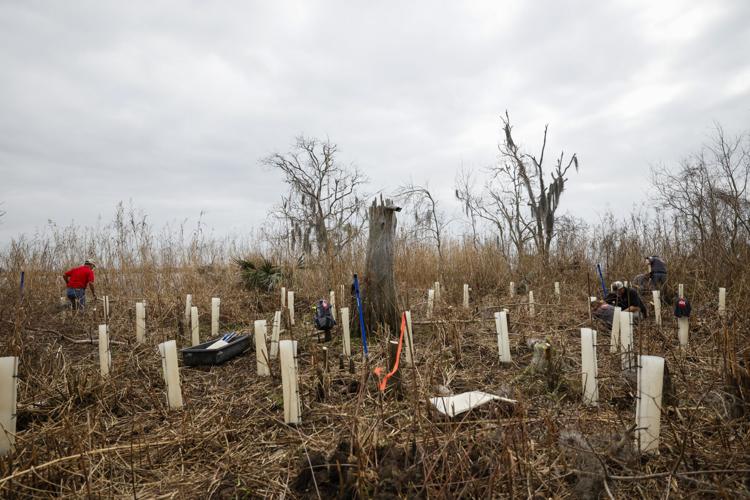 NFL, others host cypress trees planting in Madisonville | Super Bowl ...