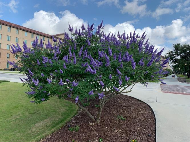 Easy-to-care-for vitex putting on a purple show right now ...