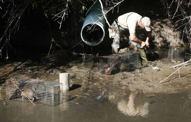It wasn't McIlhenny's fault, and other things to know about nutria in ...
