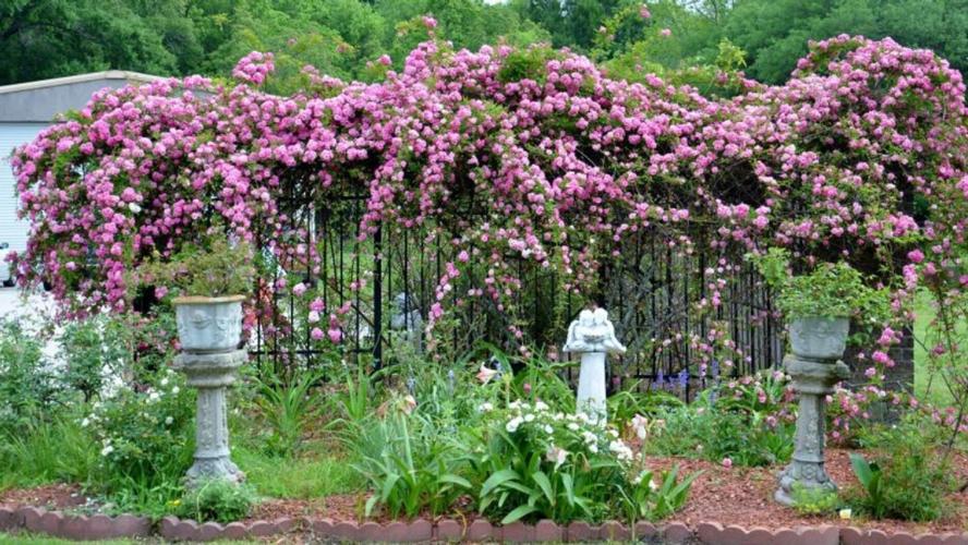 Why are Peggy Martin roses called 'Katrina roses'? | Environment | nola.com