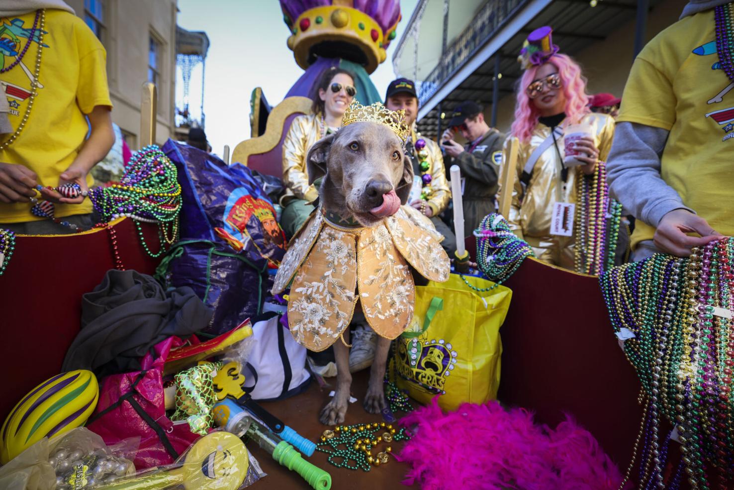 30th Annual Mystic Krewe of Barkus parades | Entertainment/Life | nola.com