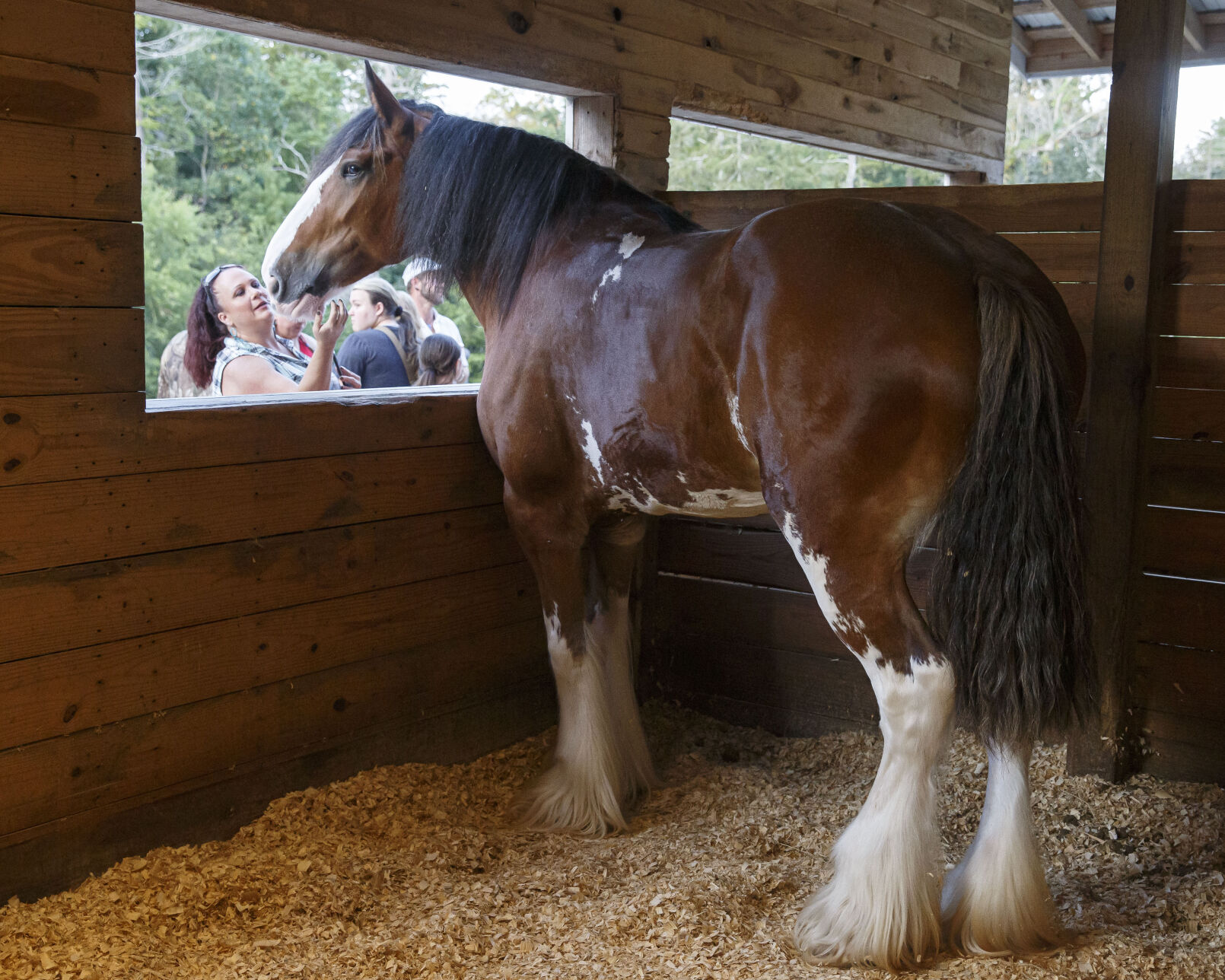 Wild West show held at Pearl River ranch home of the Clydesdales | One ...