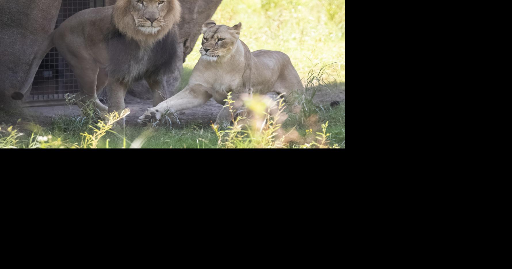 Audubon Zoo to reopen Wednesday with advance timed ticket sales and ...