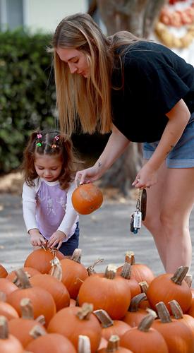 The great pumpkin tradition continues in St. Michael's patch | St ...