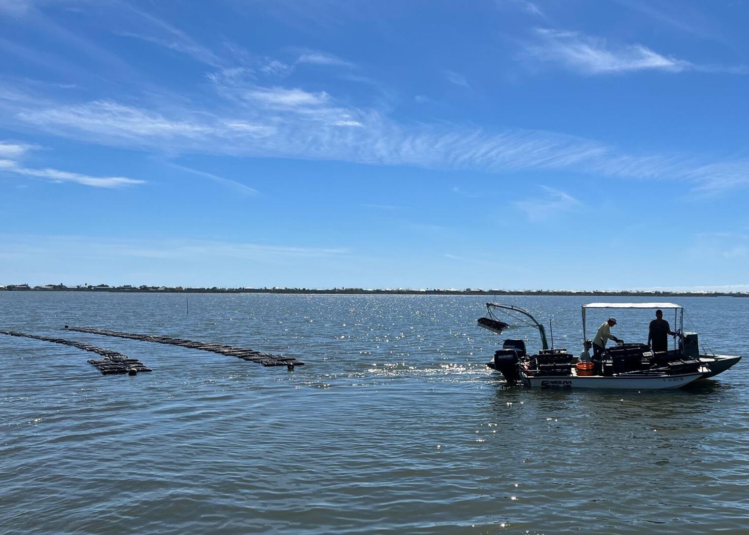 Grand Isle now a growing hub for specialty Louisiana oysters | Where ...