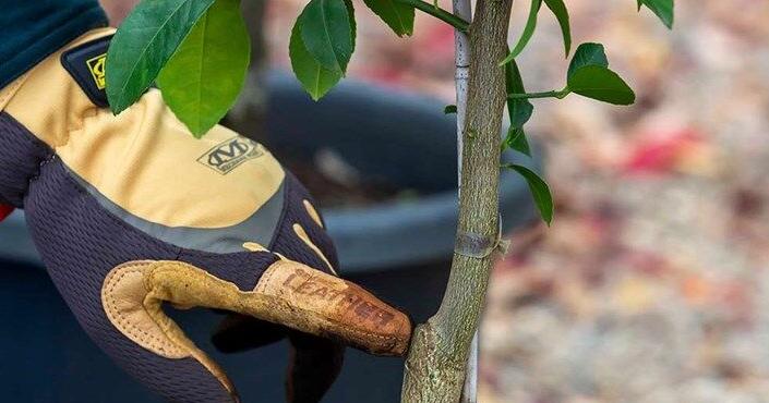 Understanding grafting can help with cold-damaged citrus | Home/Garden ...