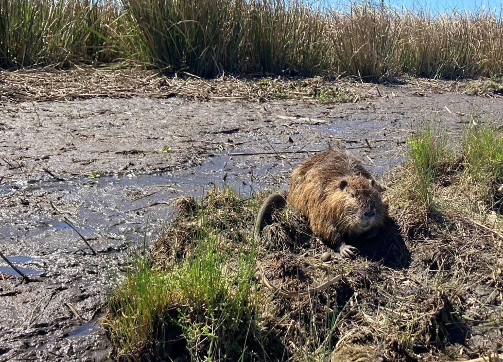 As marshes die, nutria chew into Louisiana's cypress swamps ...