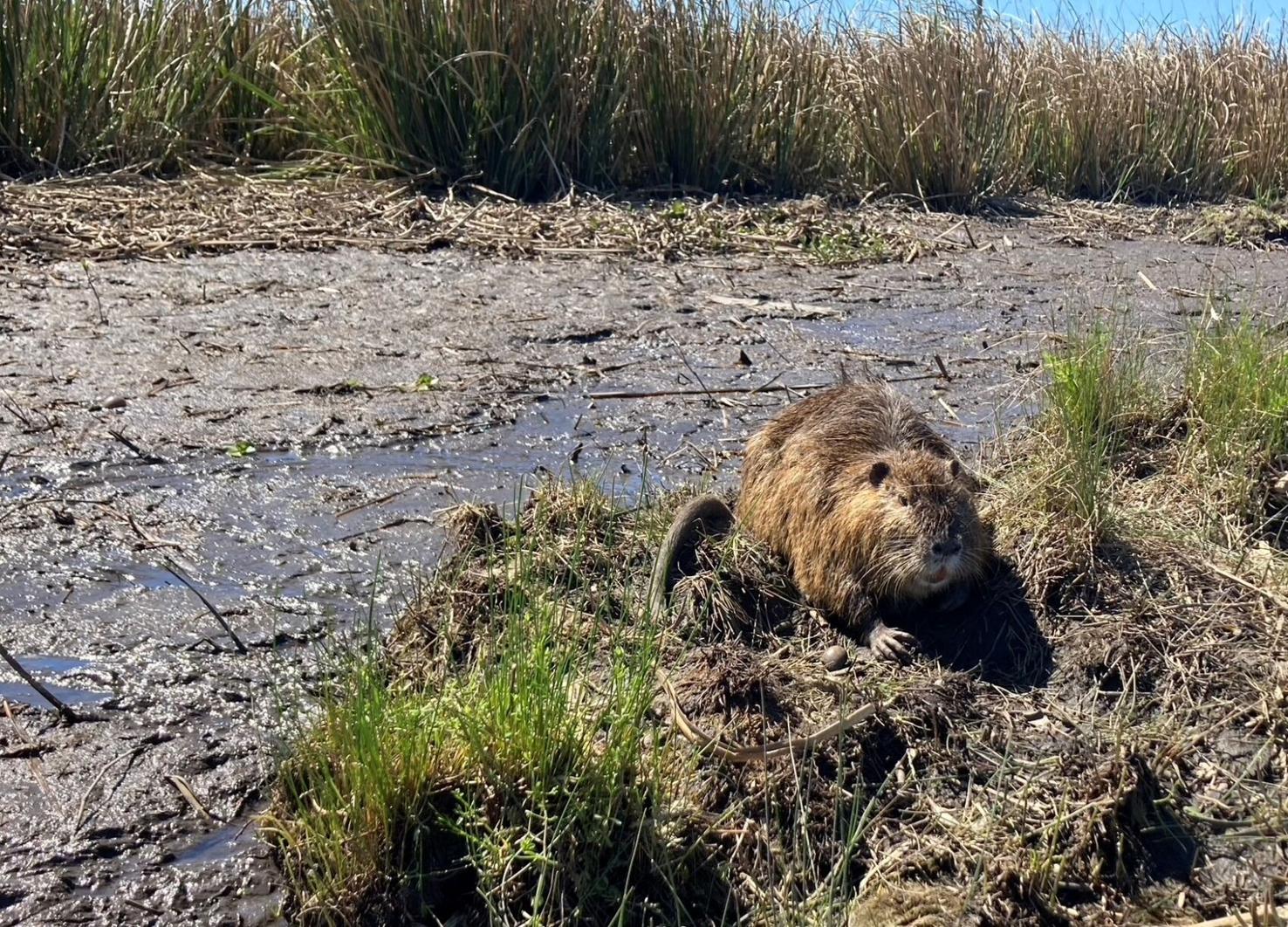 As marshes die, nutria chew into Louisiana's cypress swamps ...