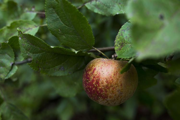 Chef John Besh's third cookbook is about his mentors and their life and ...