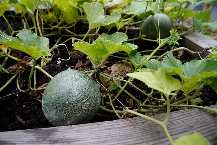 Cantaloupes are fruit that can take the New Orleans heat | Home/Garden ...