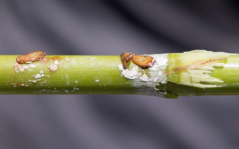 Louisiana scientists say a reviled plant could save the coast's insect ...