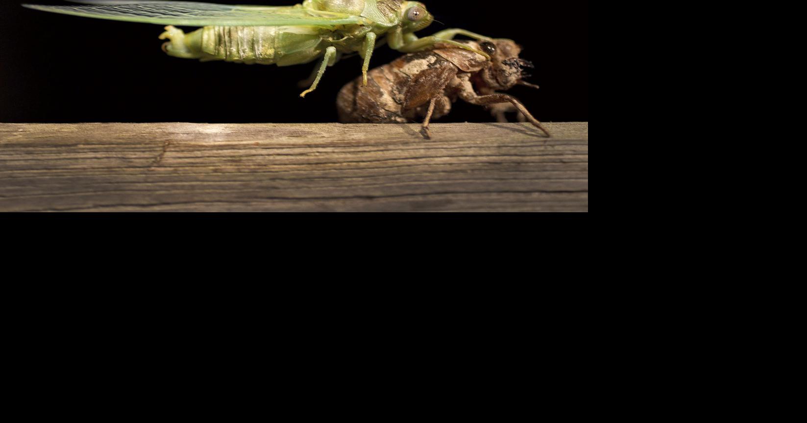 Animal rights group PETA protests NOLA insectarium bug menu ...
