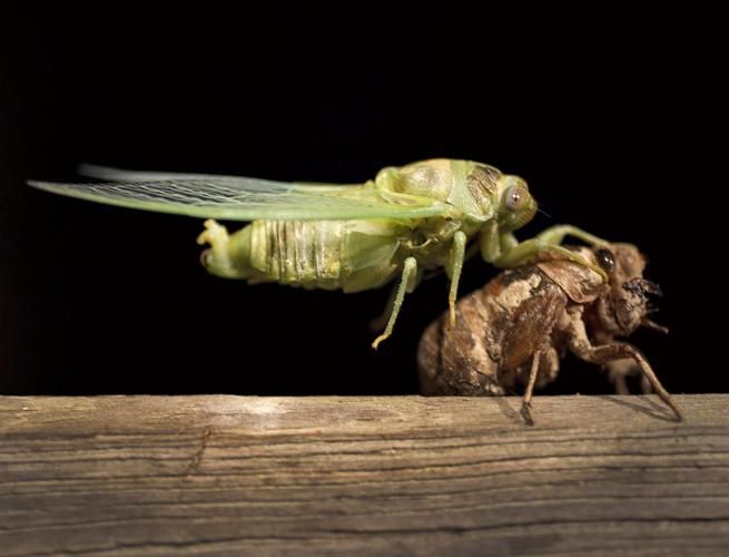 Animal rights group PETA protests NOLA insectarium bug menu ...