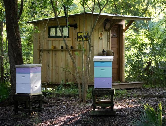 Sponsored: Bees at Audubon Insectarium | Sponsored: Audubon Nature ...