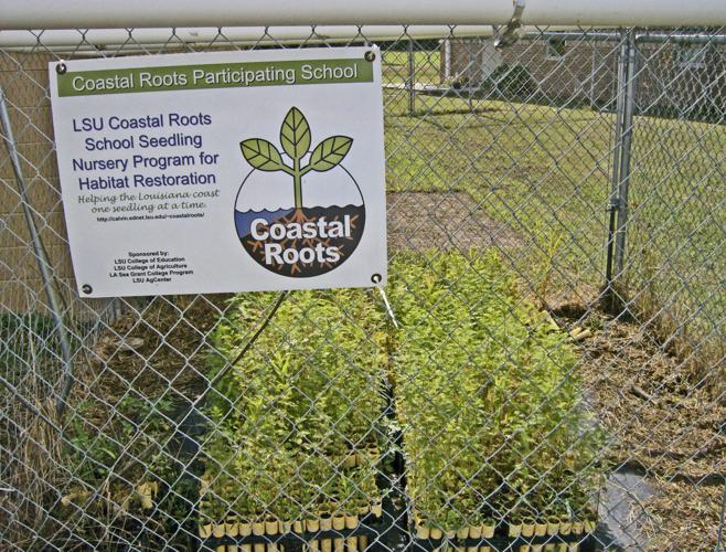 Students spread 'roots' to fight coastal erosion with LSU program ...