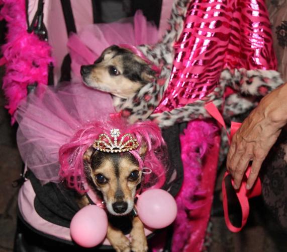 Four-legged prom raises money for animals in need | Archive | nola.com
