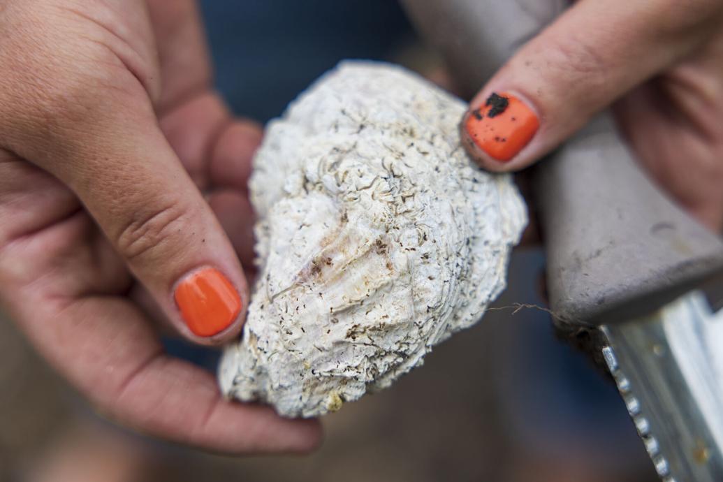 Curious Louisiana: Why is my garden full of oyster shells? | Curious ...