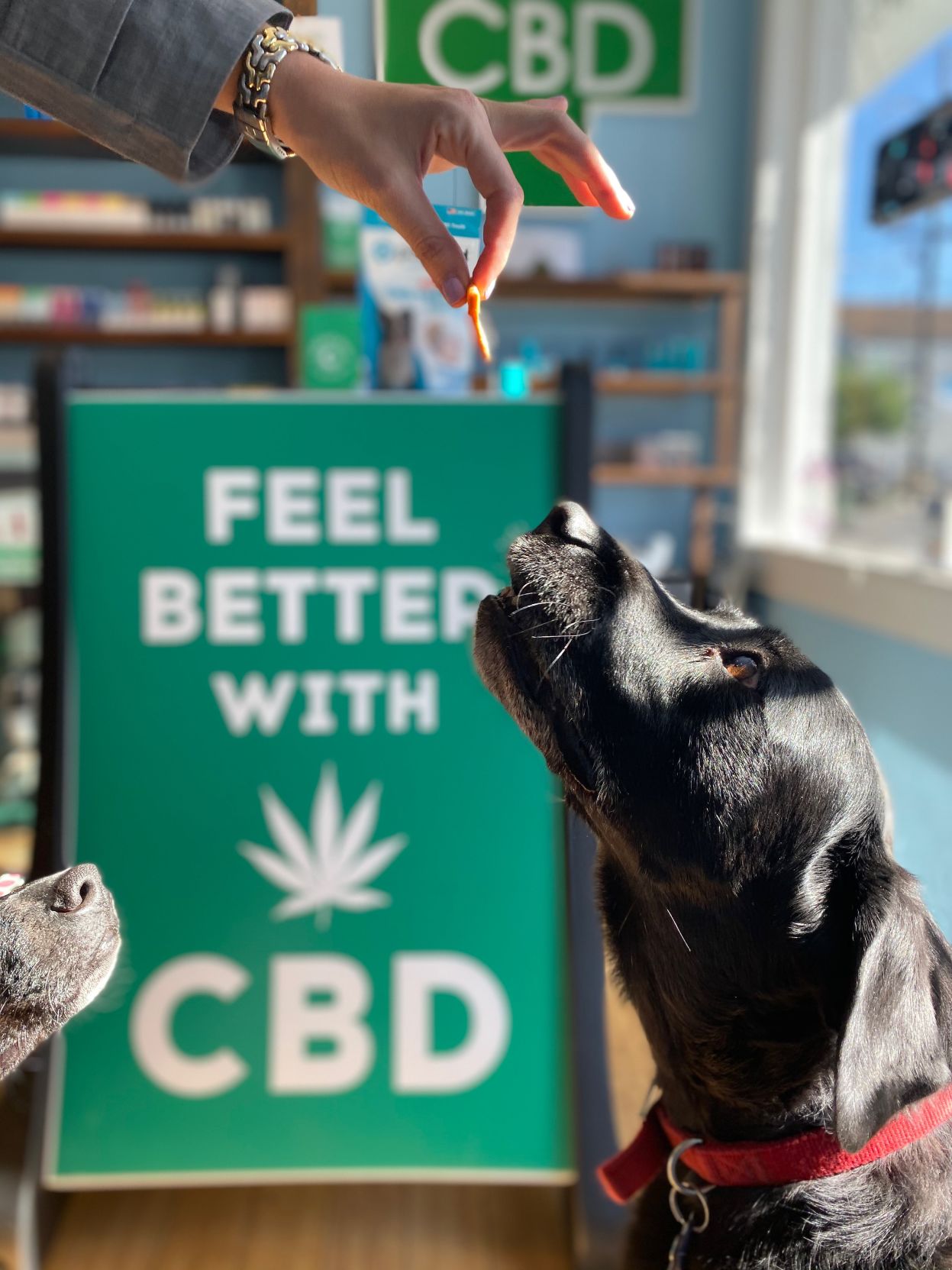 Some owners swear by CBD's effects on pets, but veterinary board has no ...