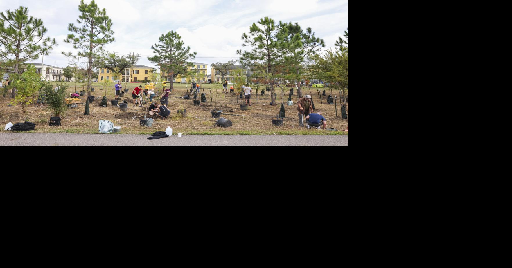 Photos: Volunteers plant 100 cypress trees on the Lafitte Greenway ...