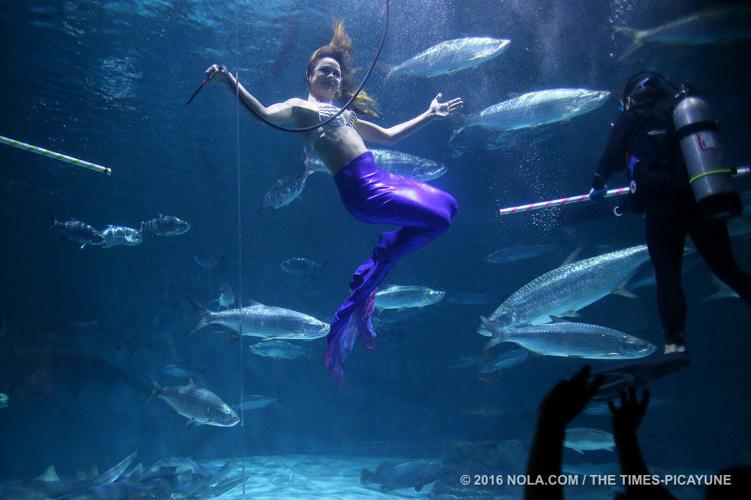 Weeki Wachee Mermaids are back at the Aquarium of the Americas | Arts ...
