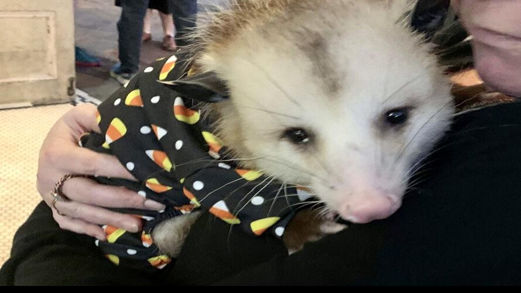 opossum pet