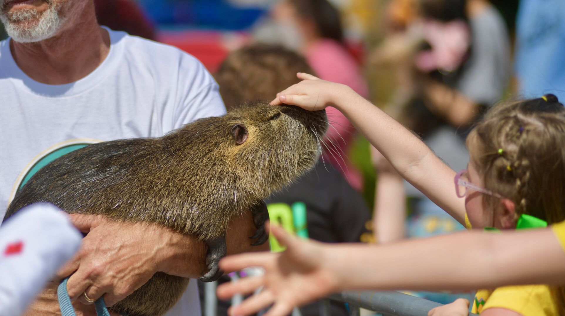 Neuty the nutria, Louisiana's celebrity swap rat, has cancer | News ...