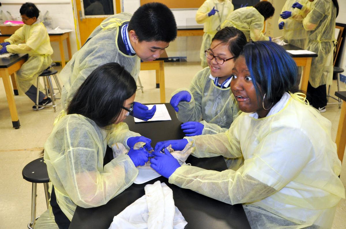 Einstein Charter Middle School science students dissect pigs as a final ...
