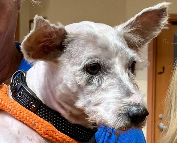 See hilarious video encounter with celebrity stray dog Scrim ...