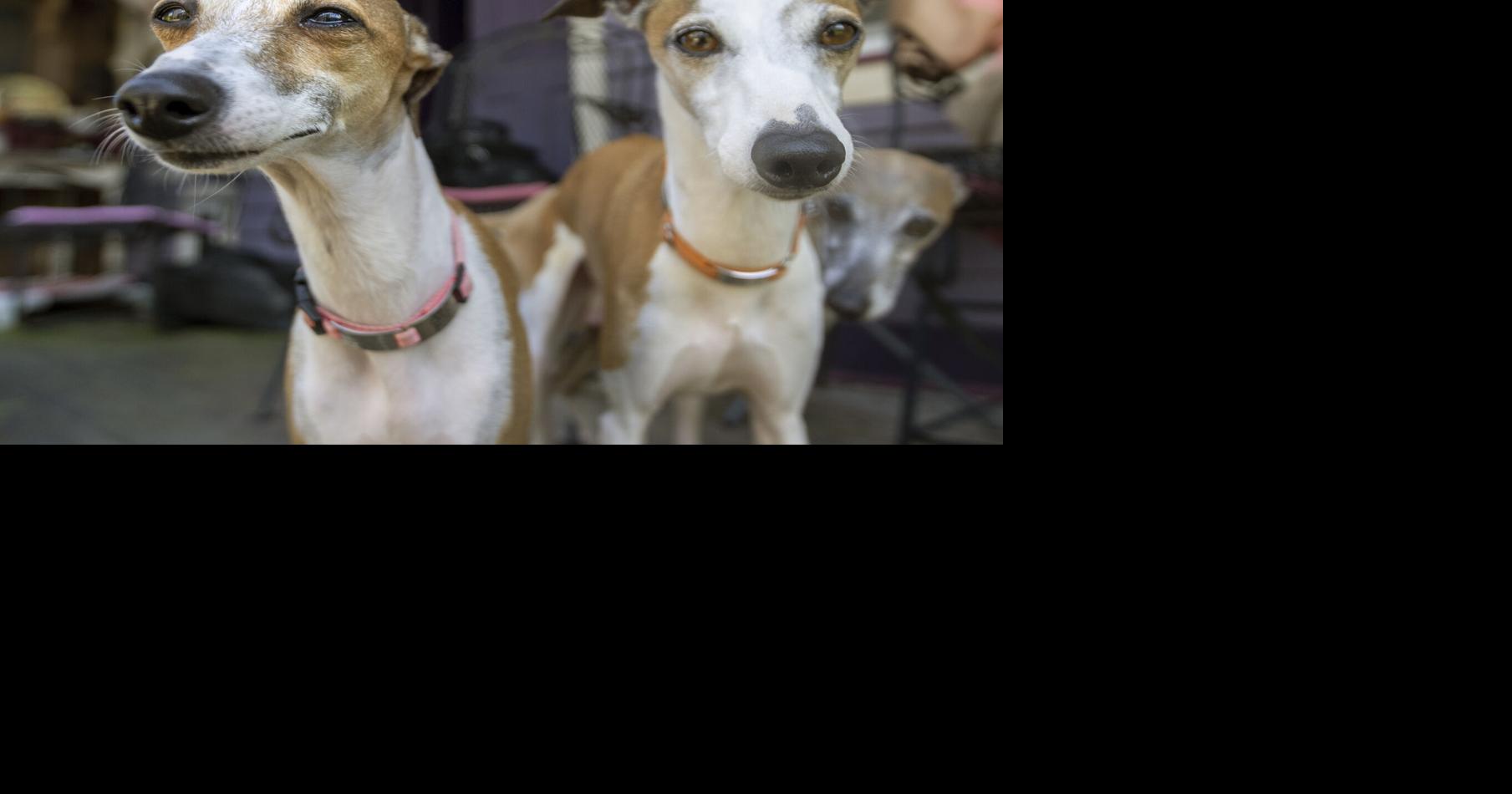 Photos: Three Italian greyhounds ready to win the dog show — after ...