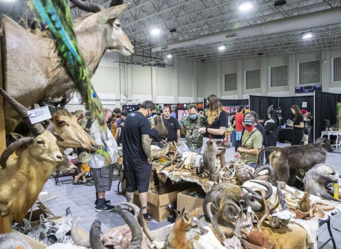 Oddities and Curiosities Expo creeps through on Saturday ...