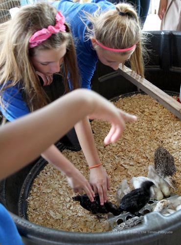 LSU AgCenter hosts AgMagic on the River at Docville Farm | Education ...