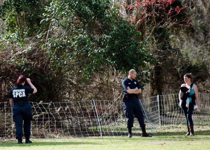 Police, La. SPCA investigating beheaded goat in Algiers park | News ...