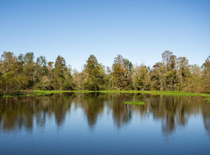 Dying Louisiana swamp to be revived with unique project | Environment | nola.com