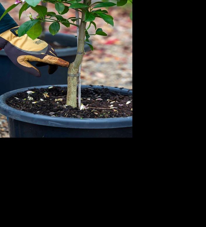 orange tree fruit problems