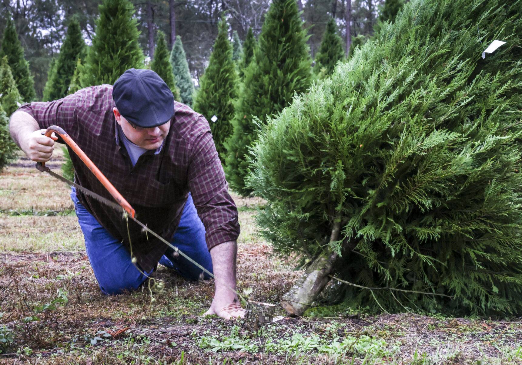 Here's where to buy Christmas trees in the New Orleans area ...