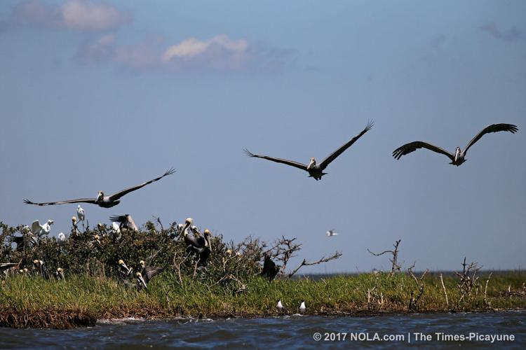 do brown pelicans migrate