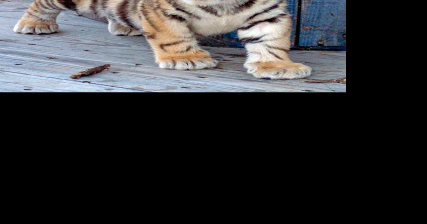 Before he became LSU’s Mike VI, 'Roscoe' was lovable tiger cub who ...