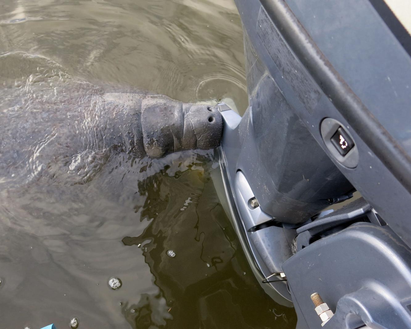 Boaters, take care: Manatees share boating channels in Louisiana waters ...