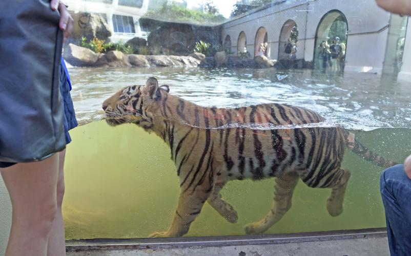 Photos: First look at LSU's newest live tiger mascot, Mike VII ...