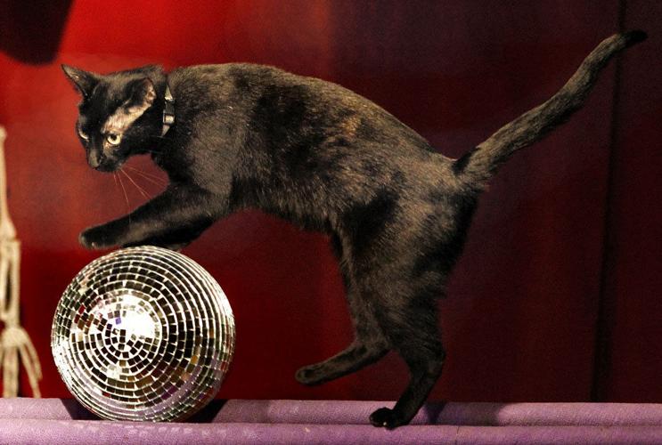 The Amazing Acro-Cats are a delightful novelty, even in New Orleans ...